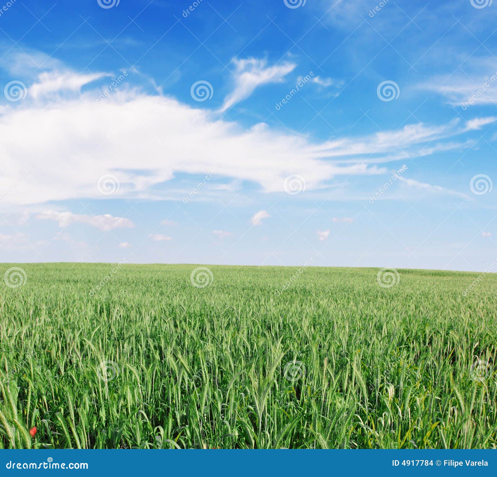 Landscape of a Planted Field Stock Photo - Image of horizon, heaven ...