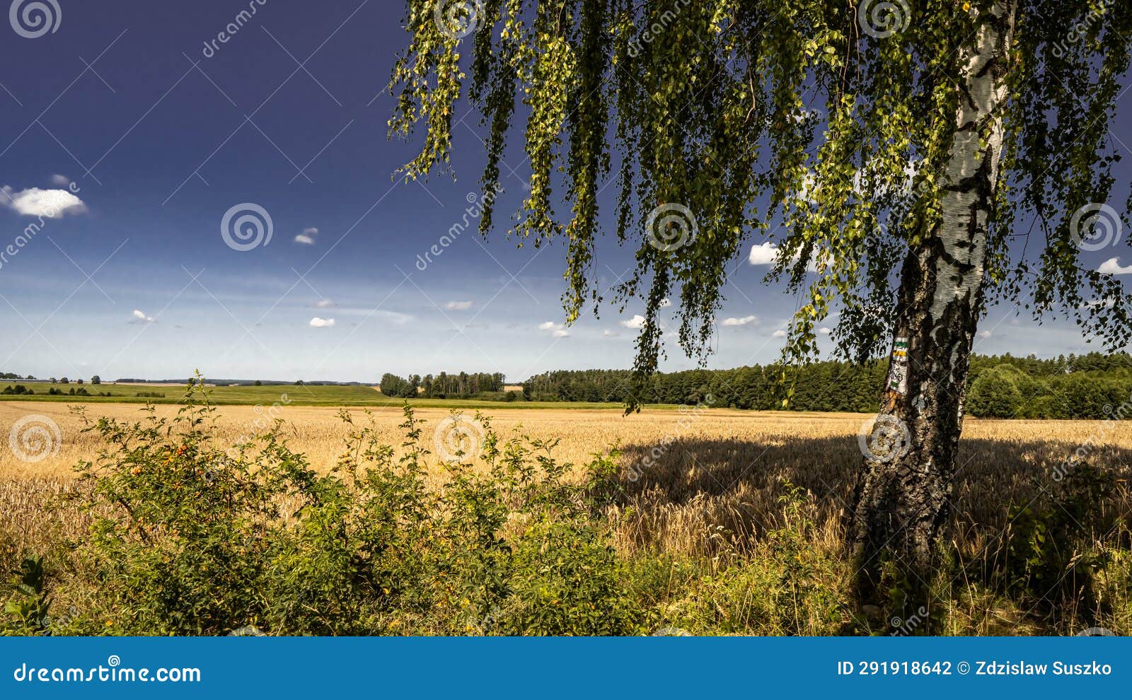 Landscape of Podlasie. stock photo. Image of poland - 291918642