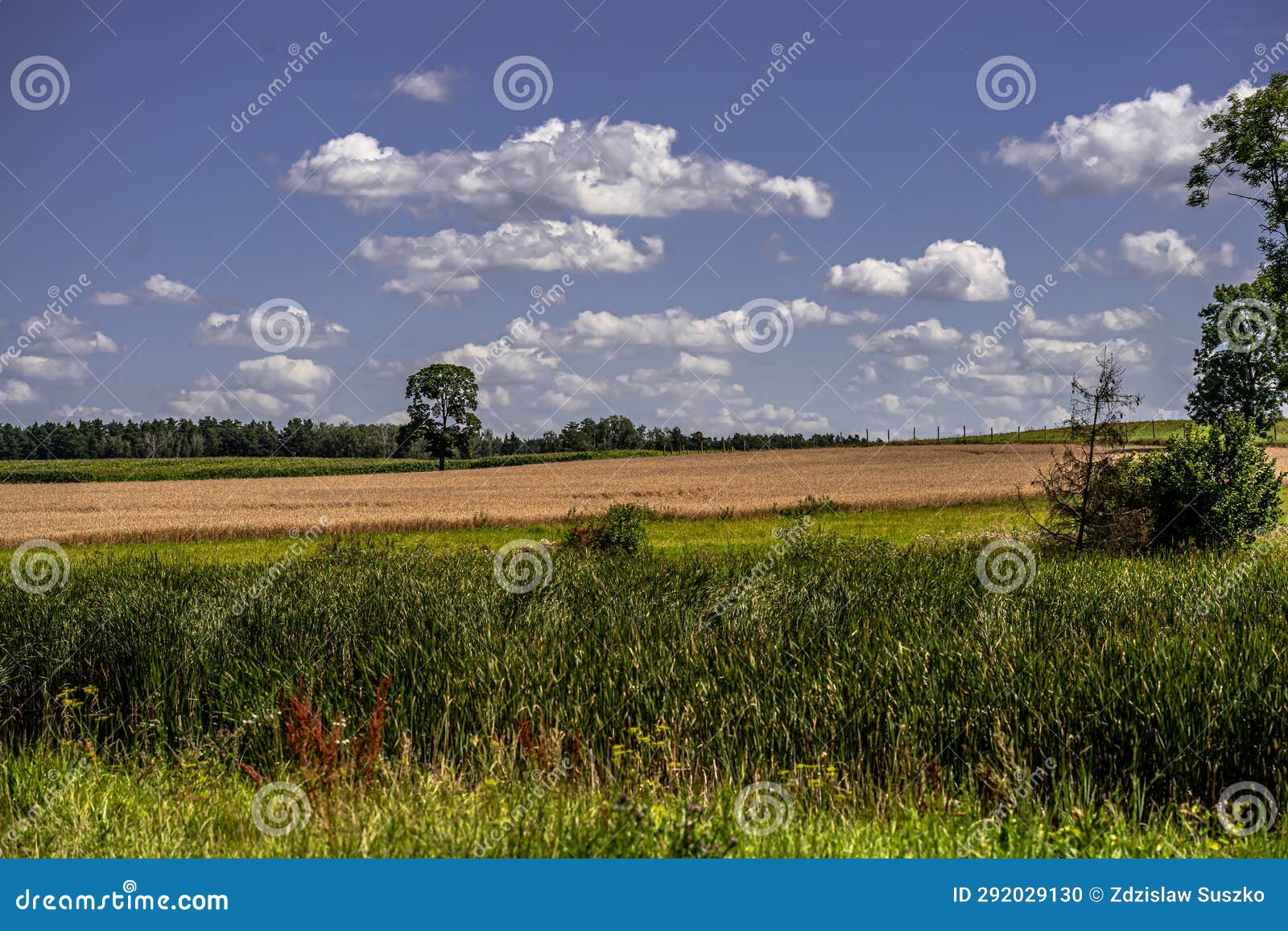 Landscape of Podlasie. stock photo. Image of blue, reeds - 292029130