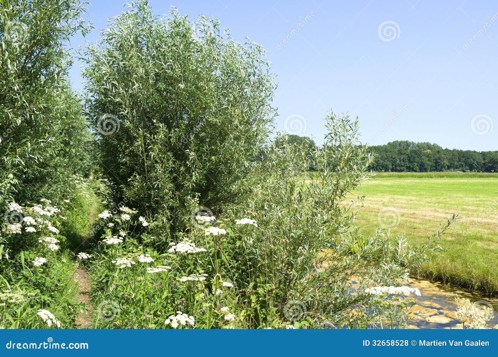 Landscape with Pollard Willows. Stock Photo - Image of vegetation ...