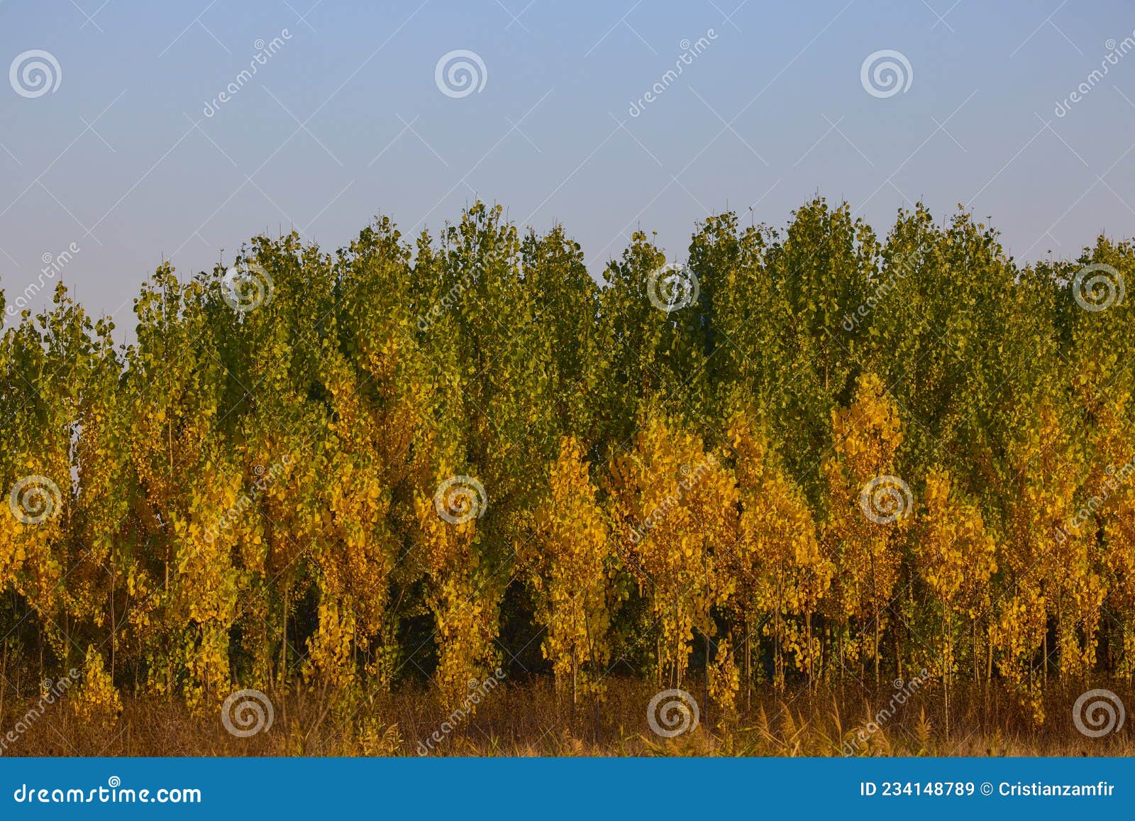 Landscape with a Poplar Plantation Stock Image - Image of pastel, plant ...