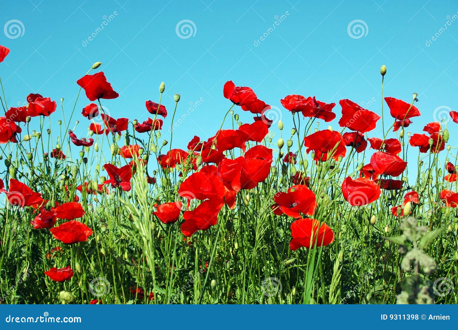 Landscape, poppy field stock photo. Image of colour, depth - 9311398