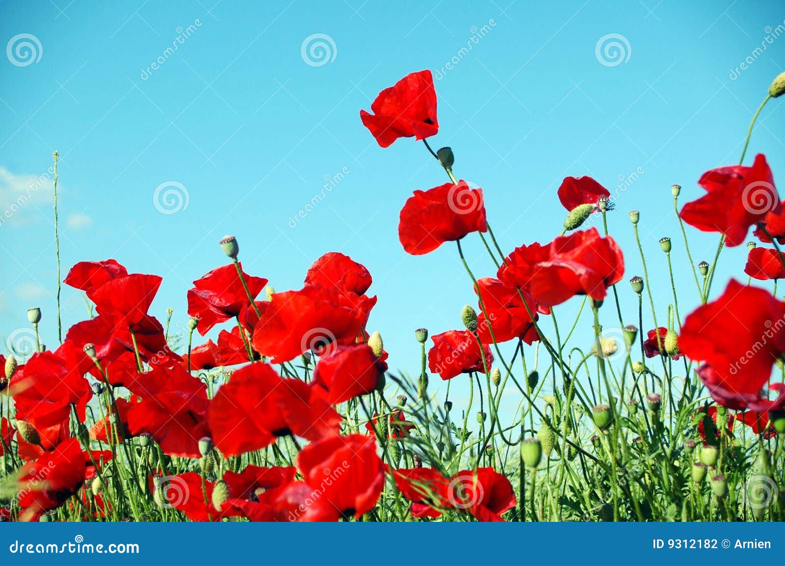 Landscape, poppy field stock photo. Image of memory, calm - 9312182