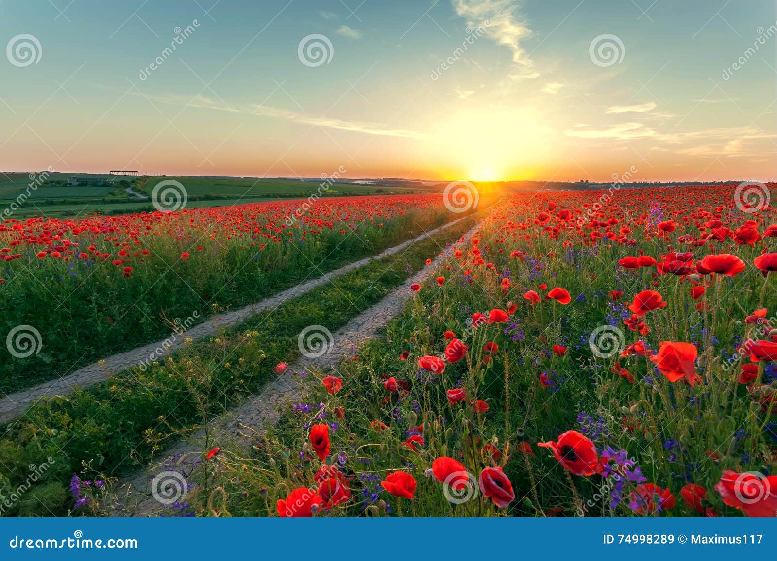 Landscape with poppy field stock image. Image of beauty - 74998289