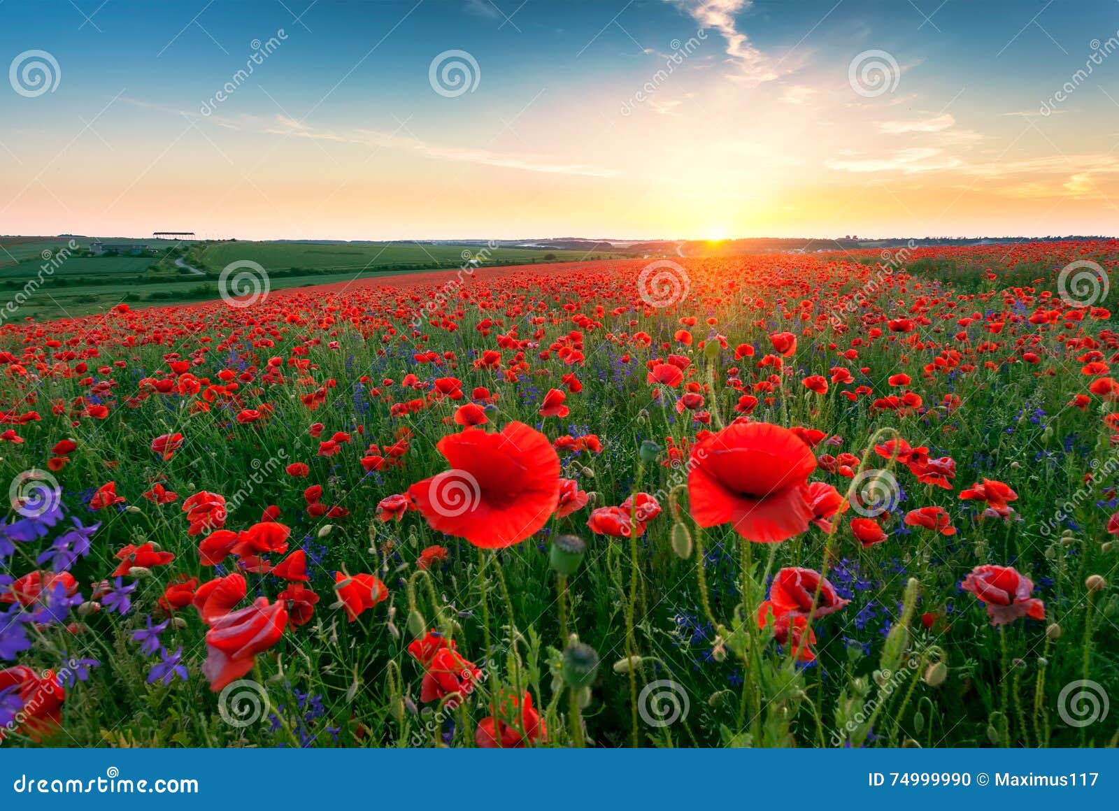 Landscape with poppy field stock photo. Image of outside - 74999990