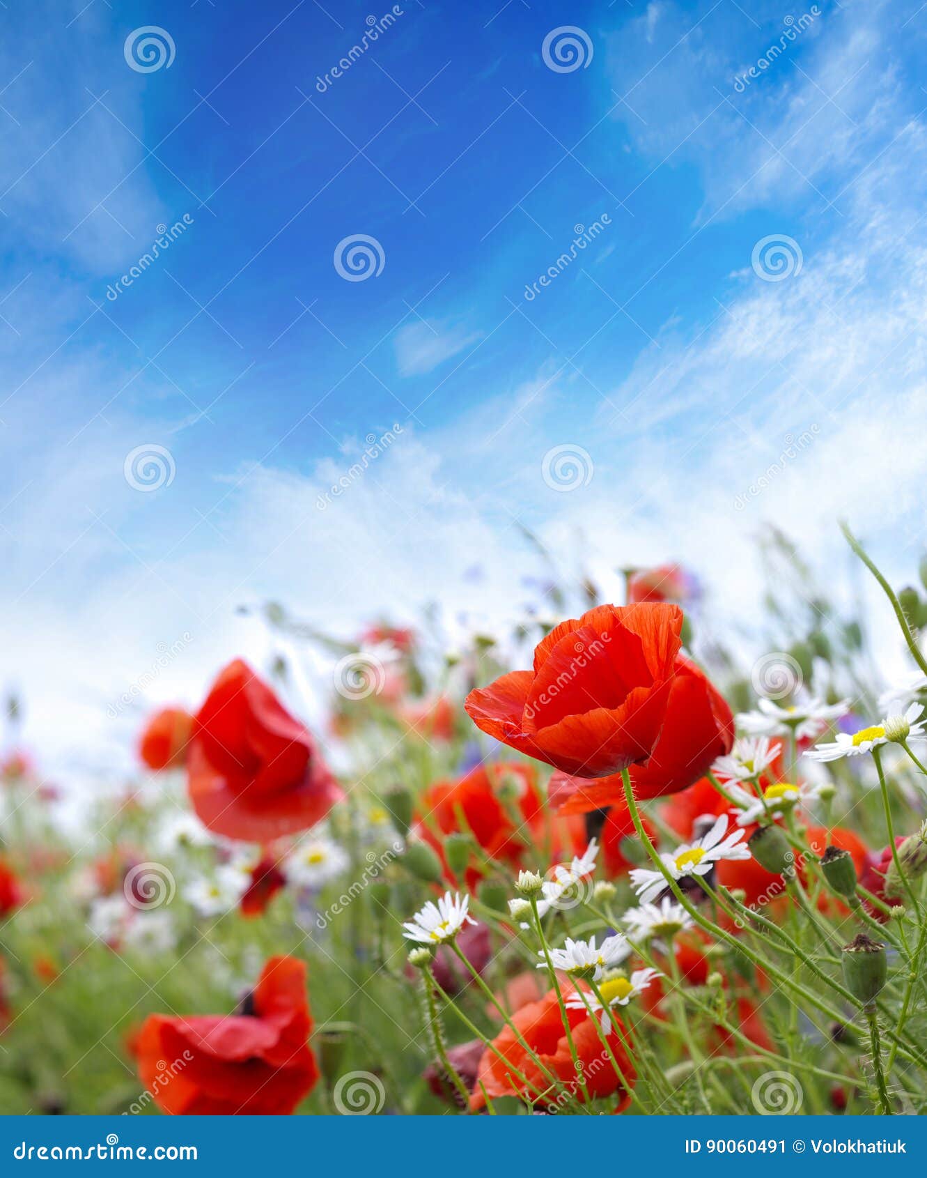 Landscape poppy flowers stock image. Image of petal, herb - 90060491