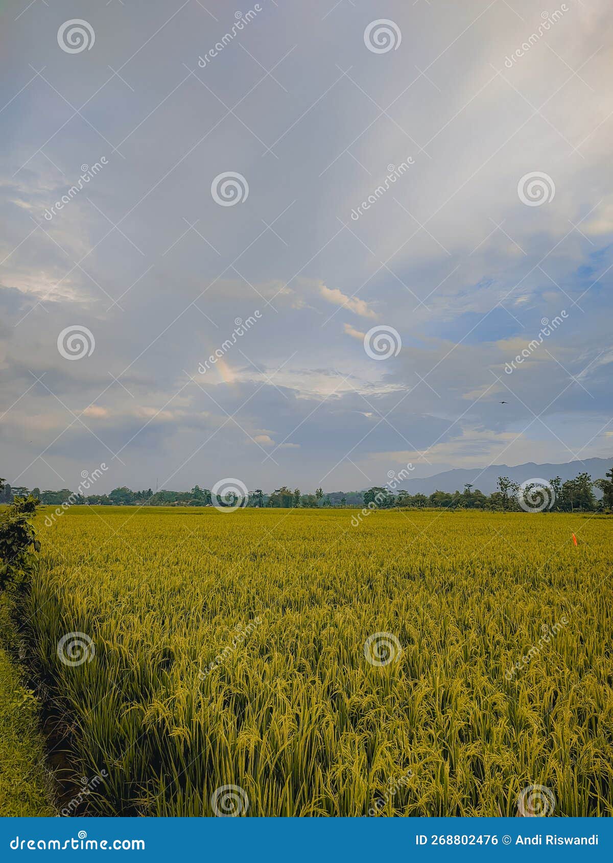 Landscape Portrait of Rice Fields in the Afternoon Stock Photo - Image ...