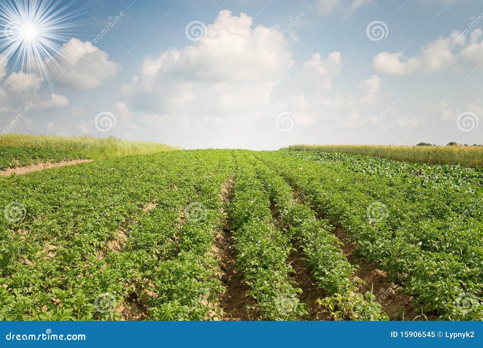 Landscape of Potato Plantation. Stock Image - Image of food, rural ...