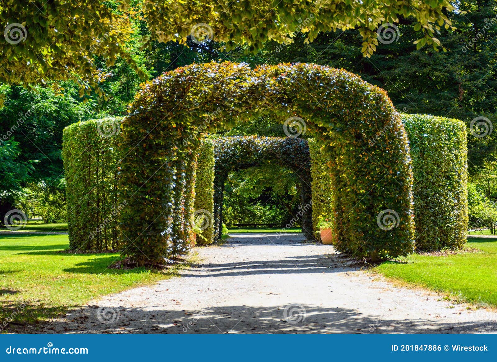 Landscape of Privet Hedge Arch in a Park Under Sunlight Stock Photo ...