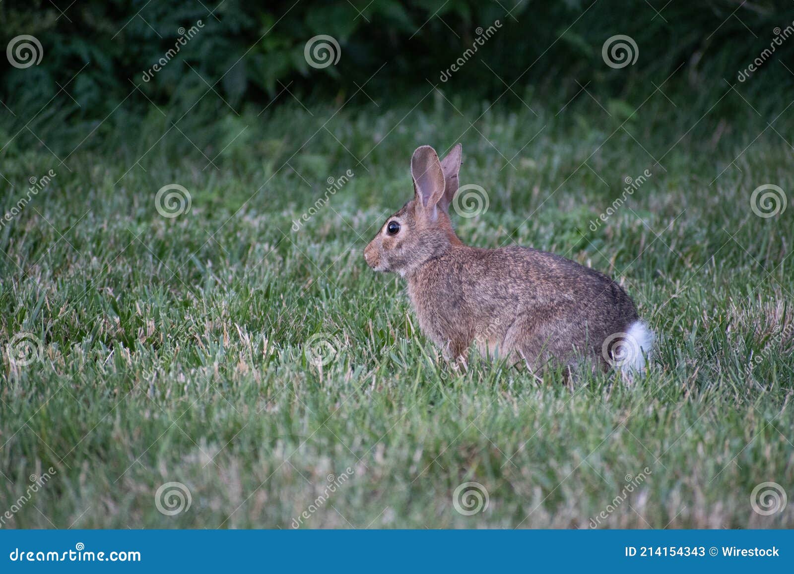 Landscape of Rabbit on Green Grass Stock Image - Image of rabbit, furry ...
