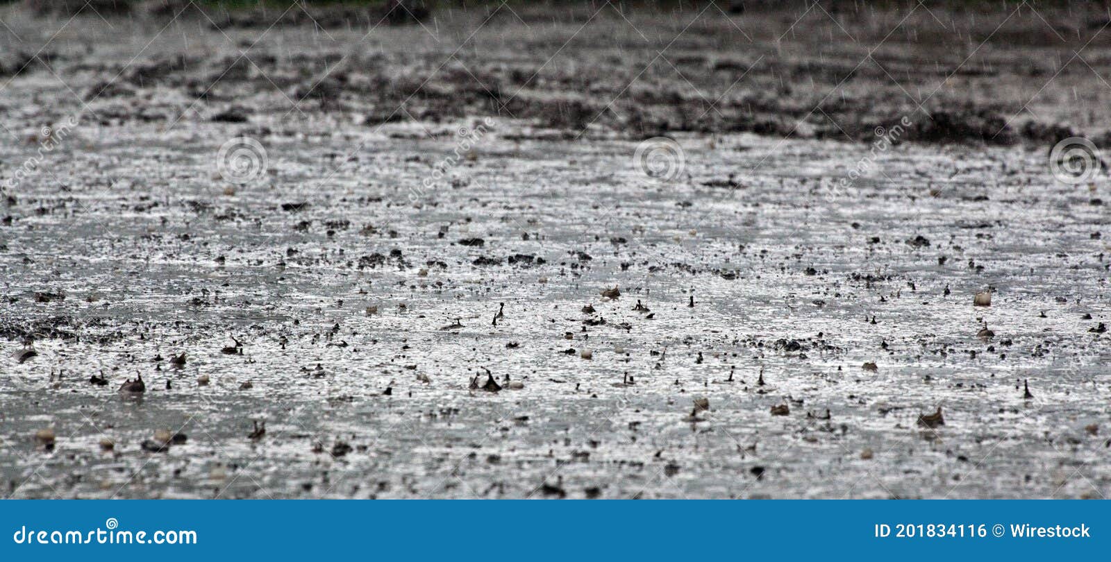 Landscape of Rain on the Ground Stock Photo - Image of horizontal ...