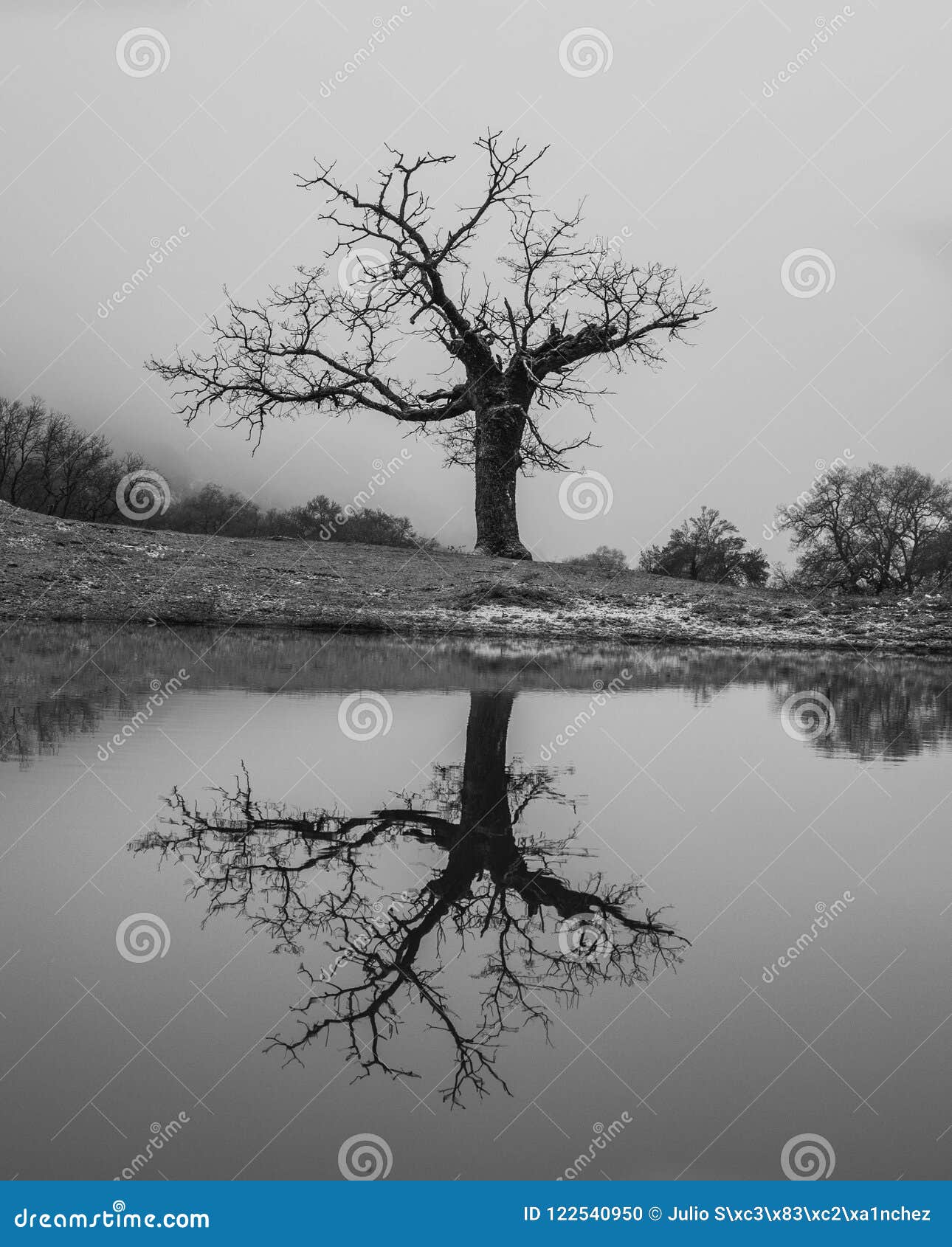 Landscape with Reflection Tree in River Stock Photo - Image of snow ...