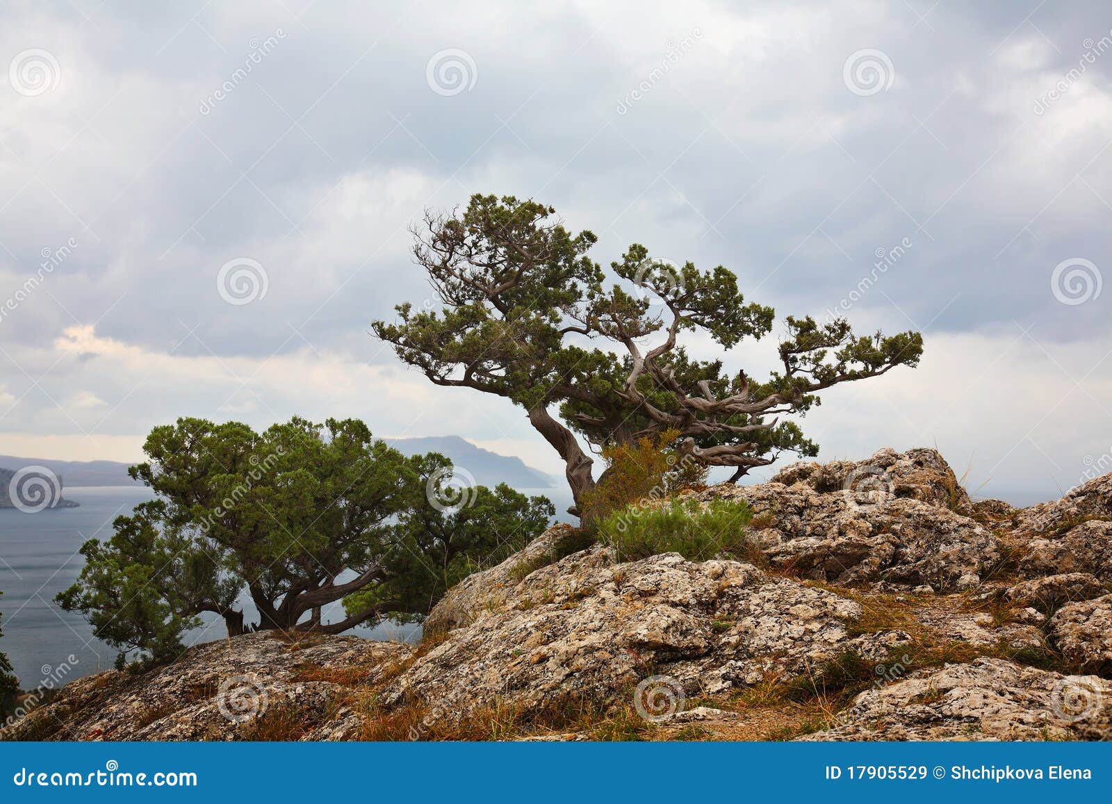 Landscape with Relic Juniper Growing Stock Image - Image of juniper ...