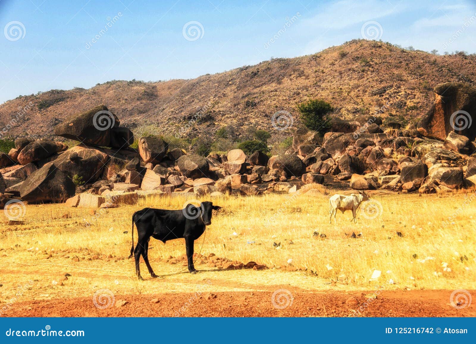Landscape in Remote Area of Wa Ghana Stock Photo - Image of scenery ...