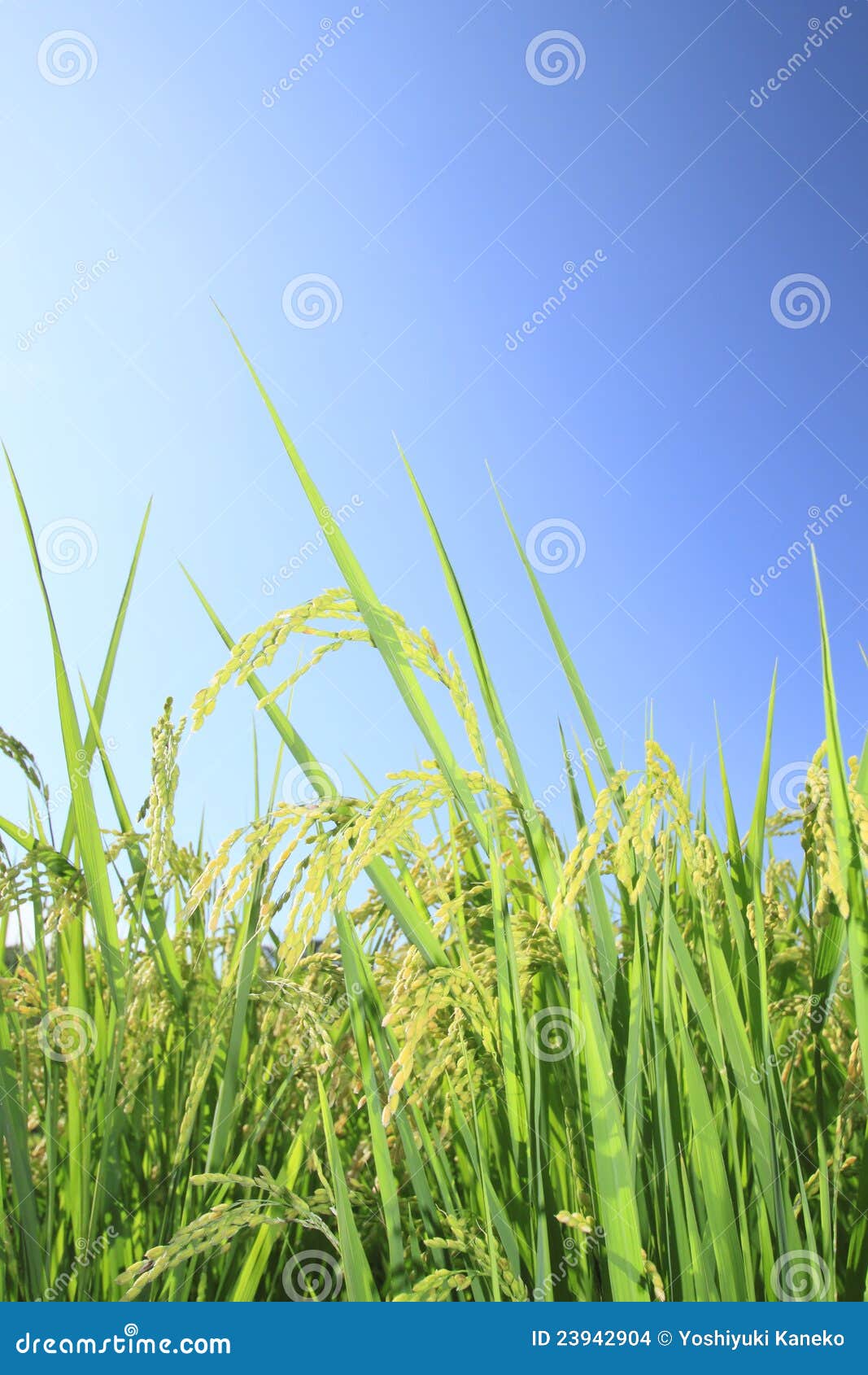 Landscape of Rice Field with Blue Sky Stock Photo - Image of blue ...