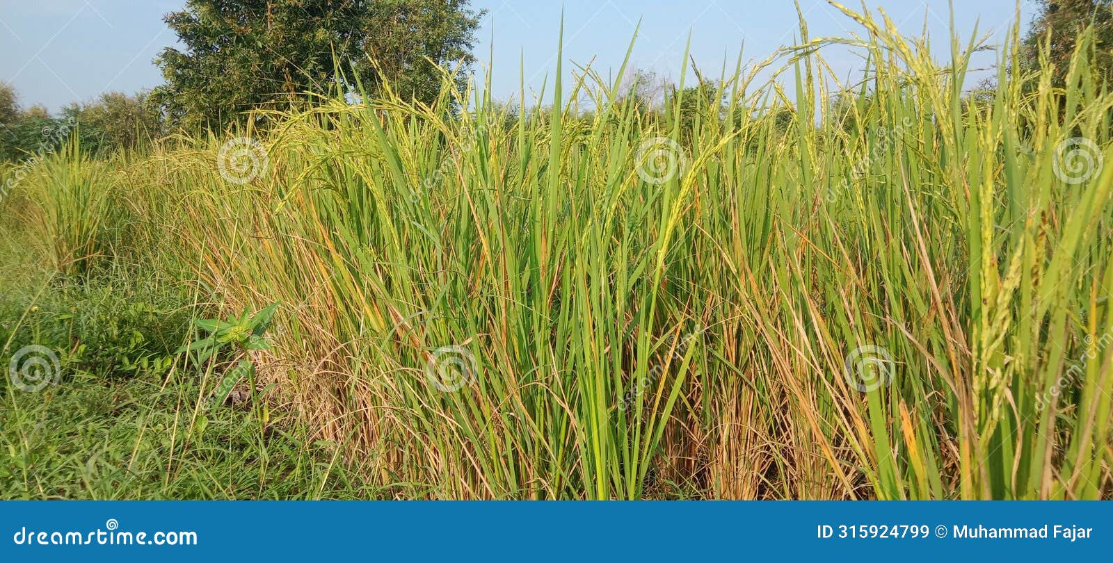 The Rice Begins To Turn Yellow in Preparation for the Upcoming Harvest ...