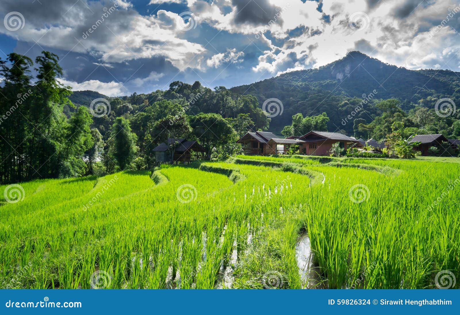 Landscape Rice Field in Chiang Mai 1 Stock Photo - Image of rice, land ...