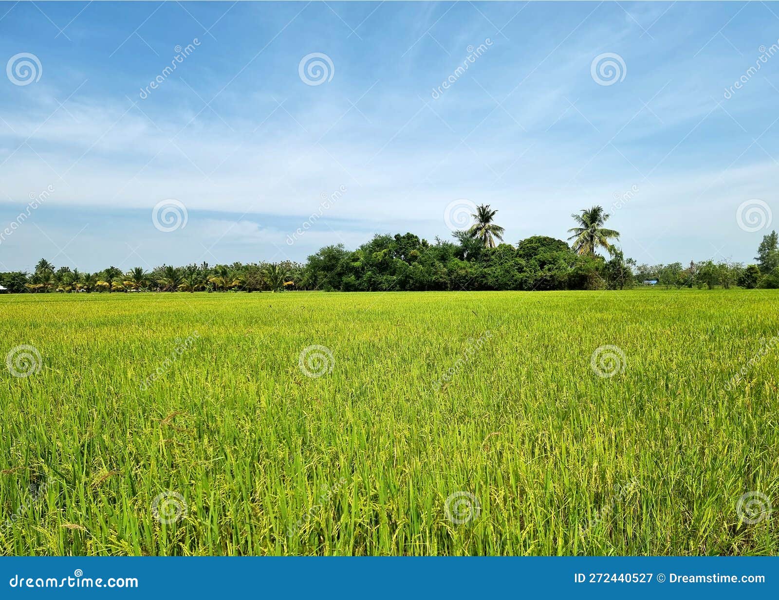 Landscape Rice Field on Cloud and Blue Sky Stock Image - Image of ...