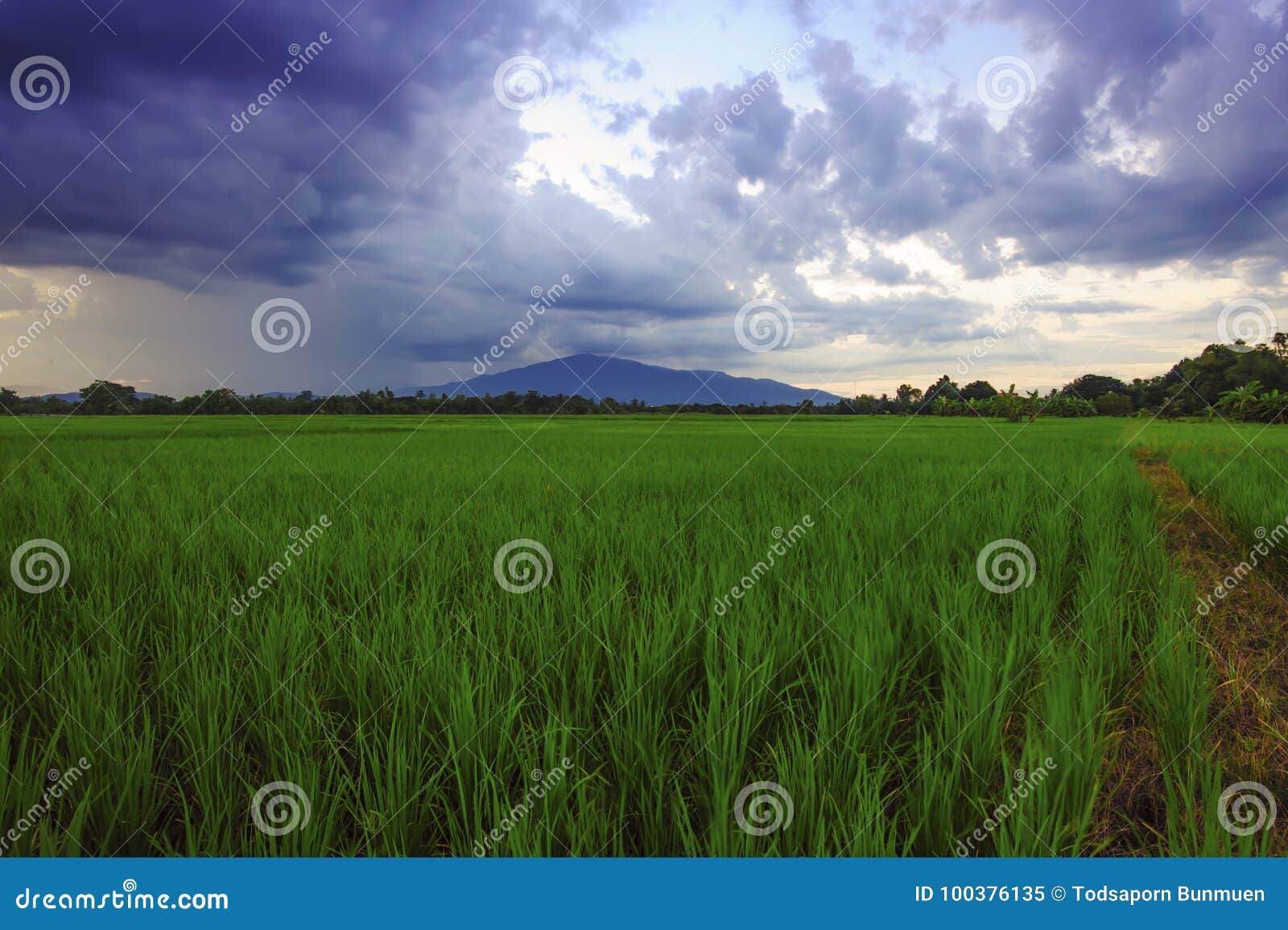 Landscape of the Rice Field in the Evening Stock Image - Image of rice ...