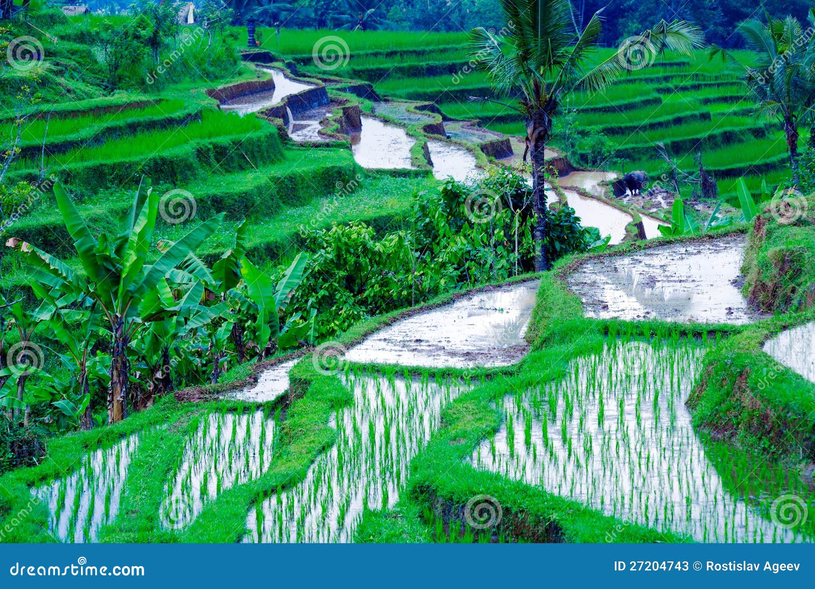 Landscape with Rice Field and Jungle, Bali Stock Image - Image of farm ...