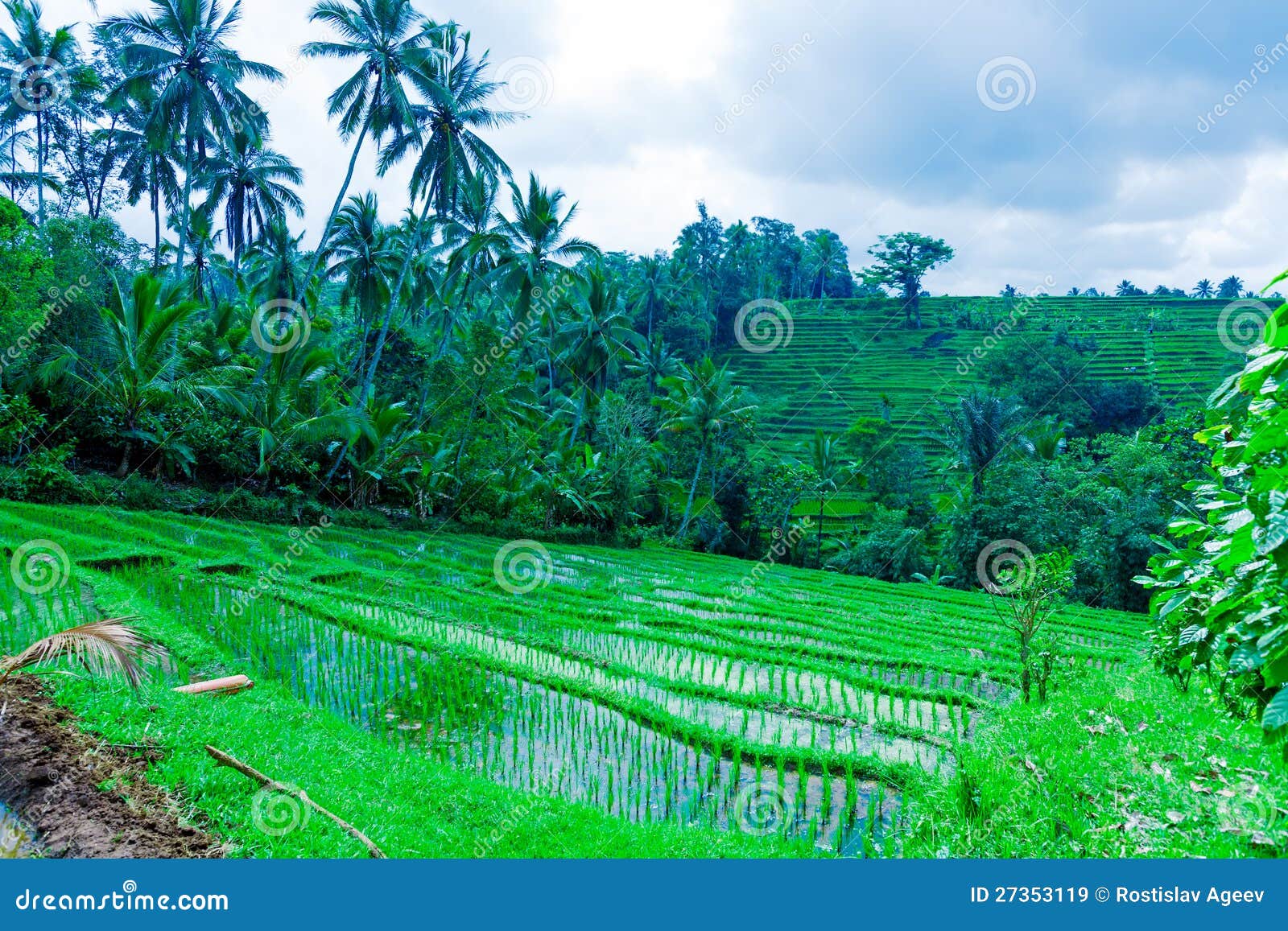 Landscape with Rice Field and Jungle, Bali Stock Image - Image of food ...