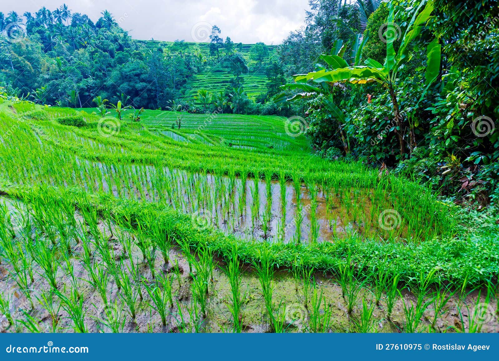 Landscape with Rice Field and Jungle, Bali Stock Image - Image of ...
