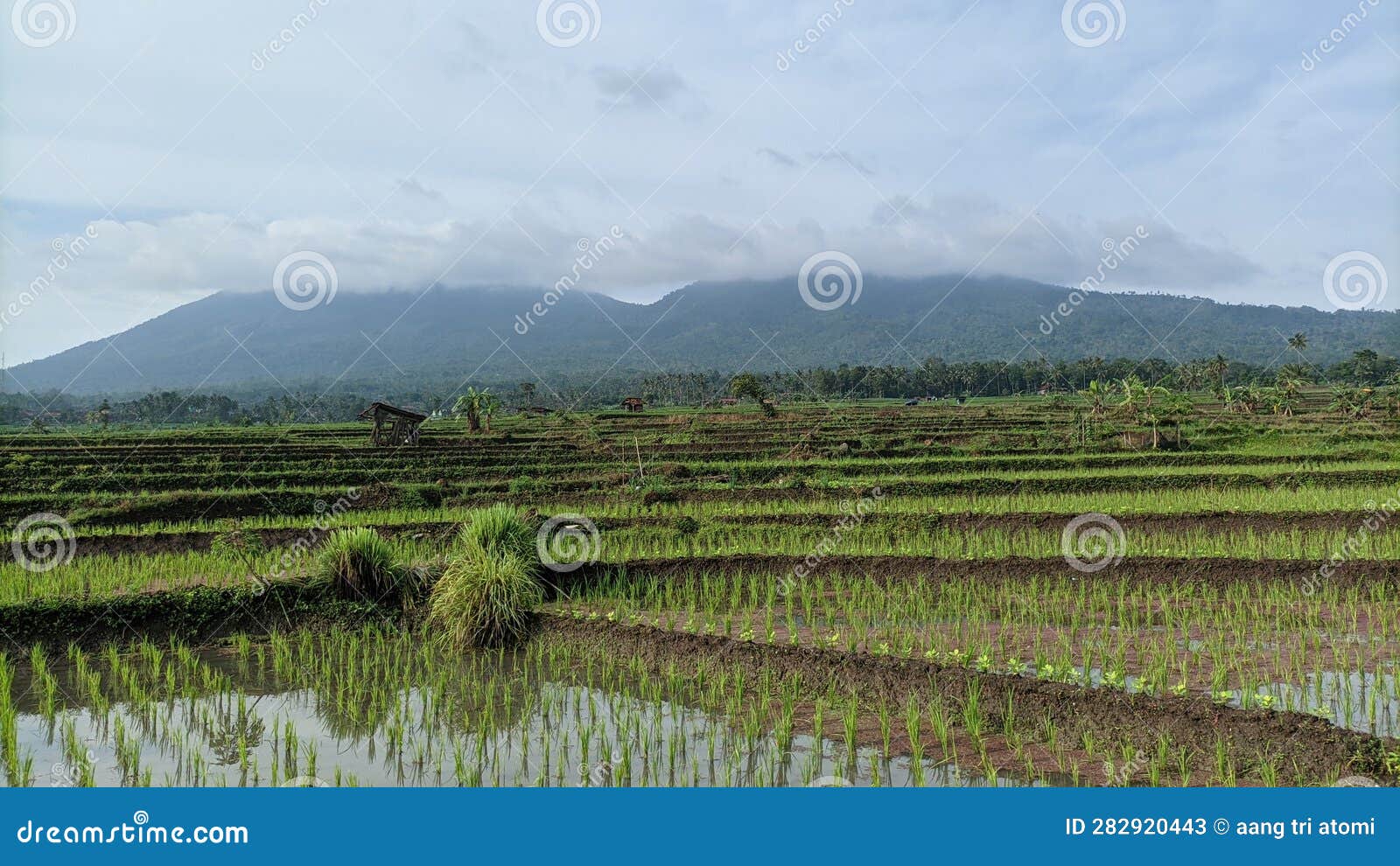 Landscape of Rice Field with Mount Stock Image - Image of semiaquatic ...
