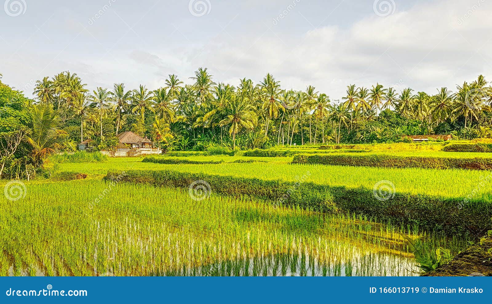 Landscape Rice Fields on Bali in Sangeh Stock Image - Image of burma ...