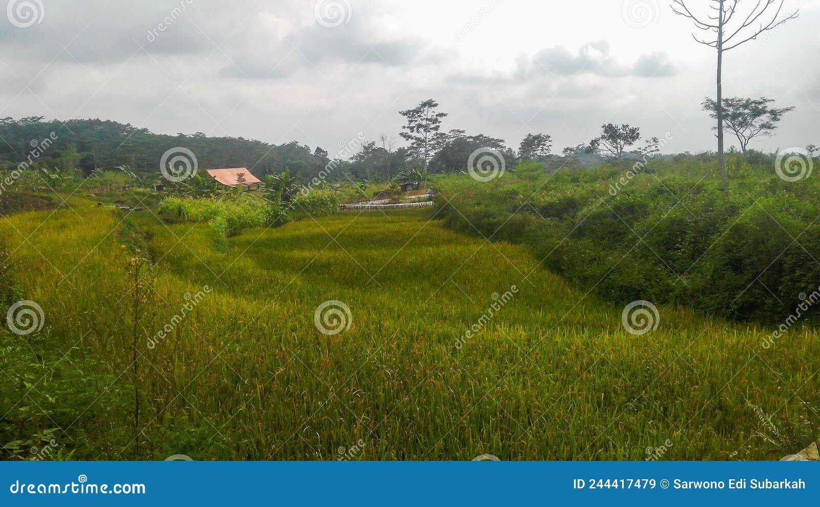 Landscape of Rice Fields in Indonesia. Stock Image - Image of farm ...