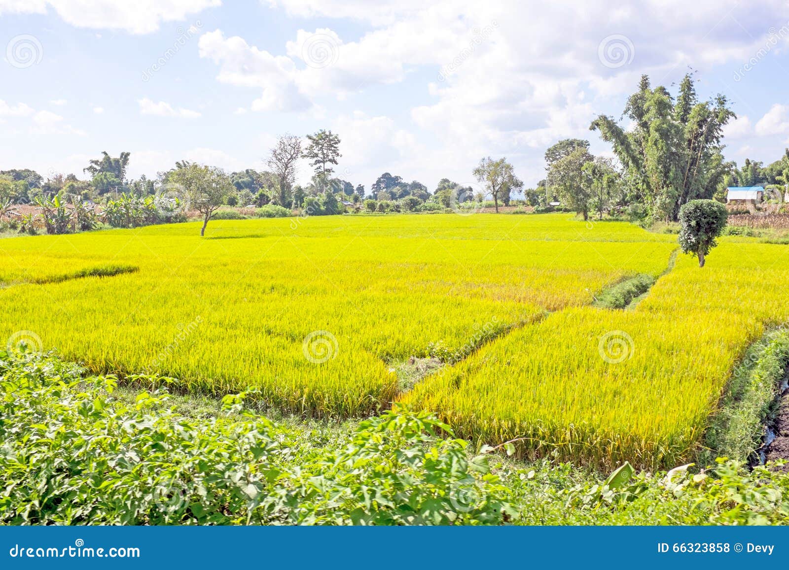 Landscape with Rice Fields in Myanmar Editorial Stock Photo - Image of ...