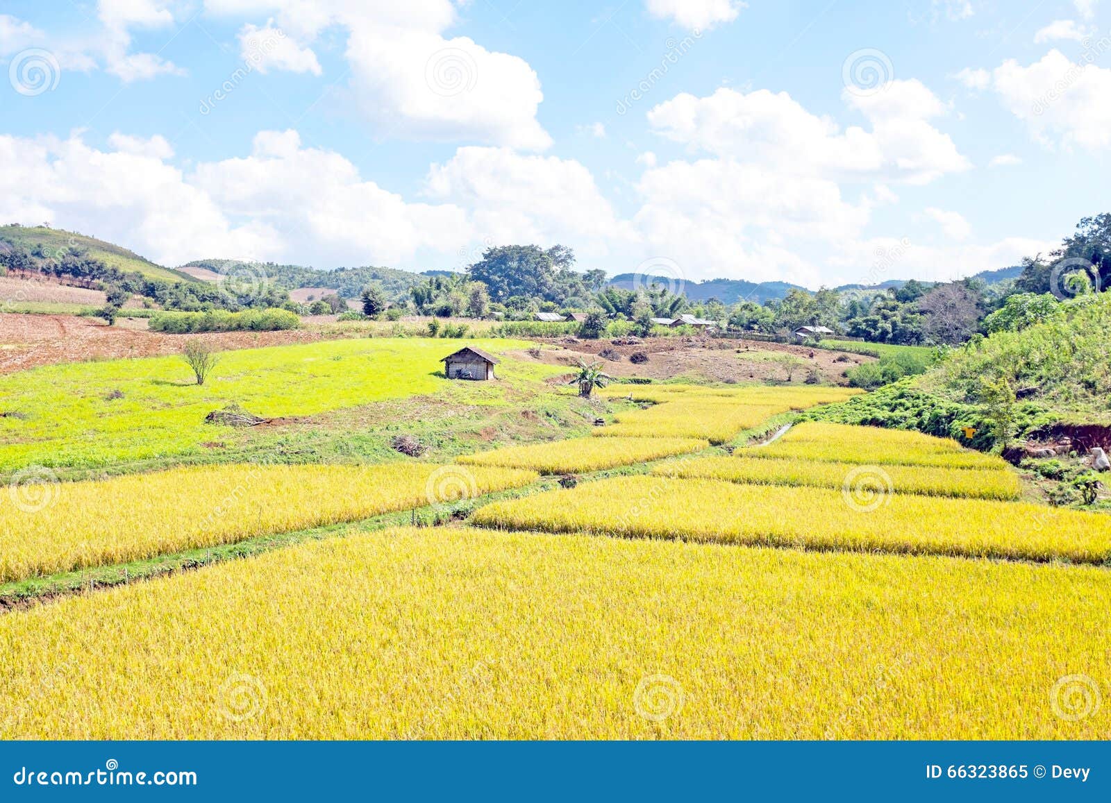 Landscape with Rice Fields in Myanmar Editorial Image - Image of ...