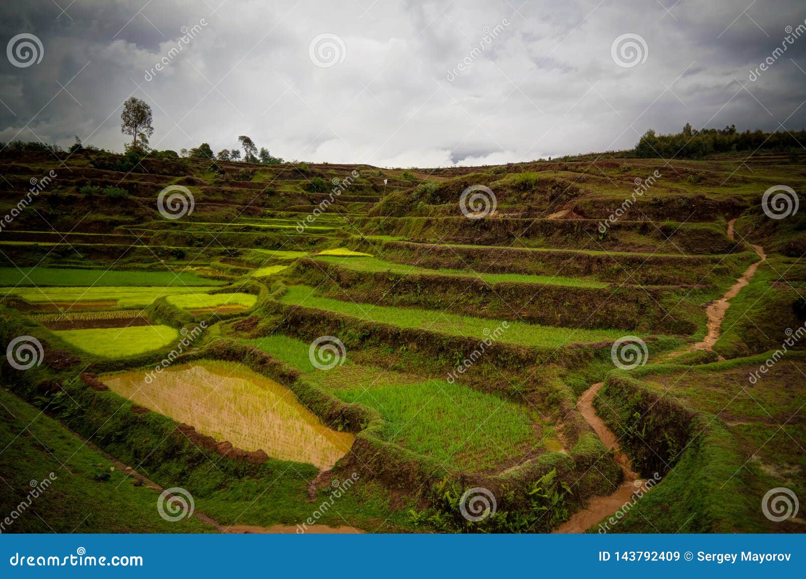 Landscape with the Rice Fields and Onive River at Antanifotsy ...