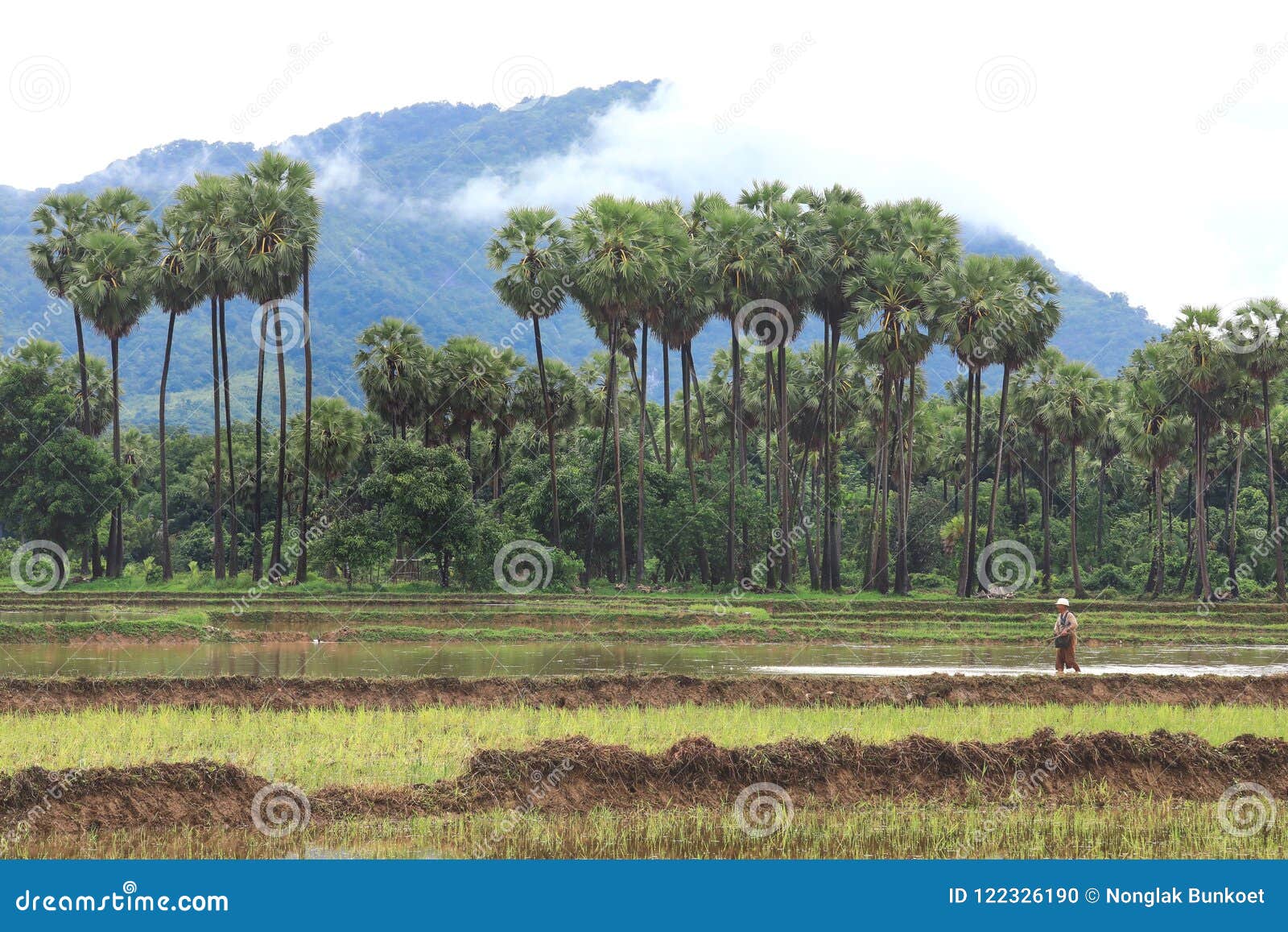 Landscape of Rice Fields and Palm Trees in Myanmar Editorial Image ...