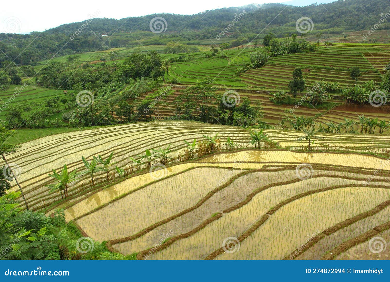 Landscape Rice Filed Terrace Bali Stock Photo - Image of green, china ...
