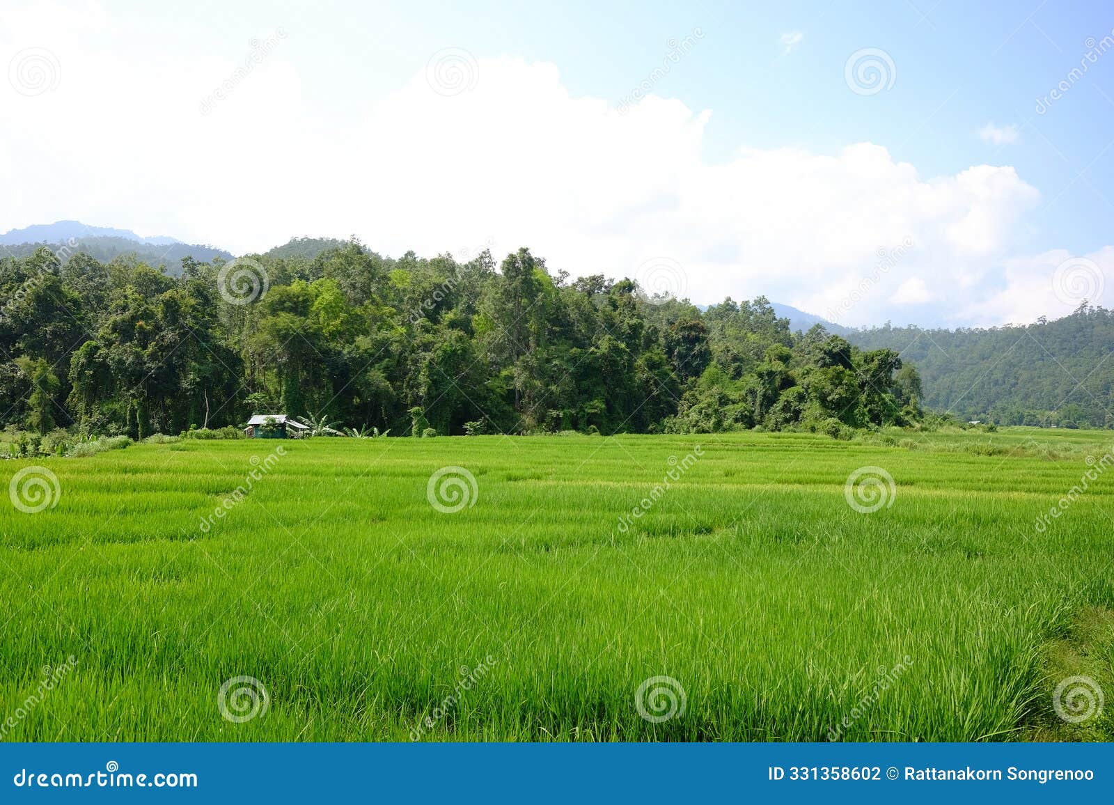Landscape Rice Paddy Field on Mountain in Thailand Stock Photo - Image ...