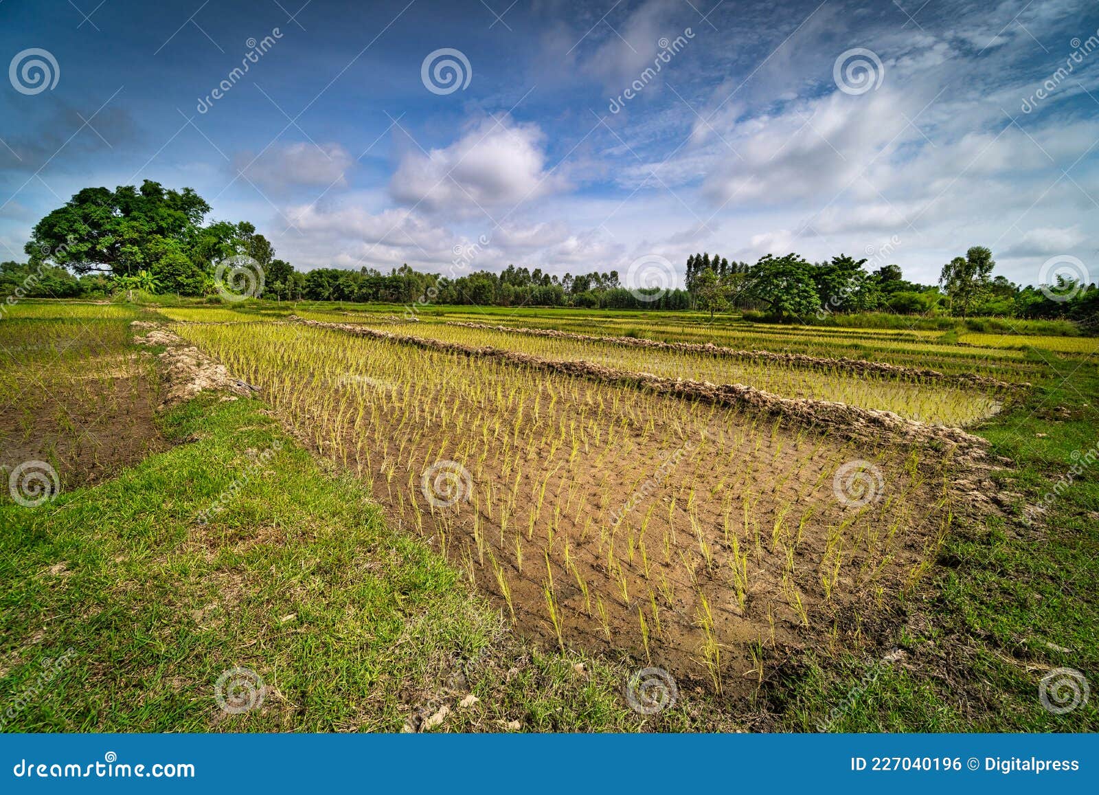 Landscape Rice Paddy stock photo. Image of seedling - 227040196