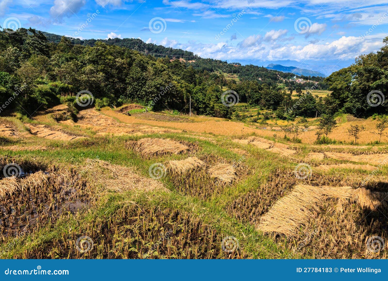 Landscape of rice terraces stock image. Image of grass - 27784183