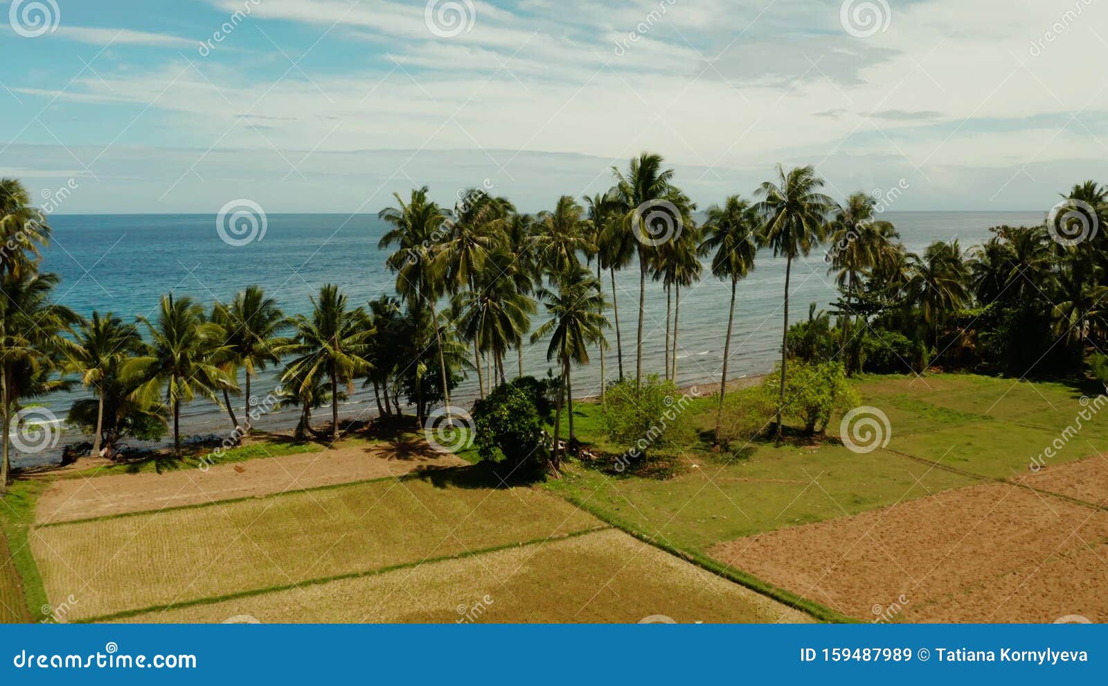 Landscape With Rice Terraces And Palm Trees By The Sea Stock Video Video Of Paddy Sunny
