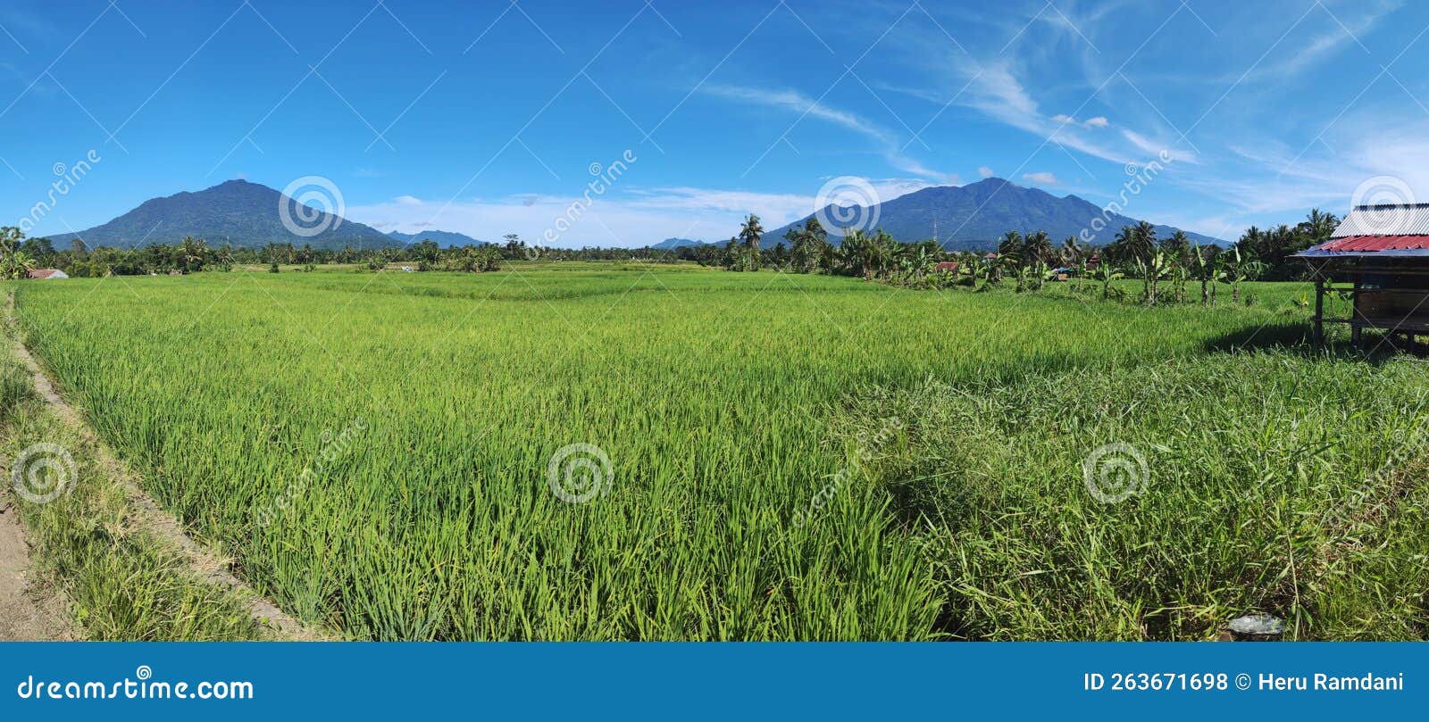Landscape Ricefield Panorama Mountain Stock Photo - Image of landscape ...