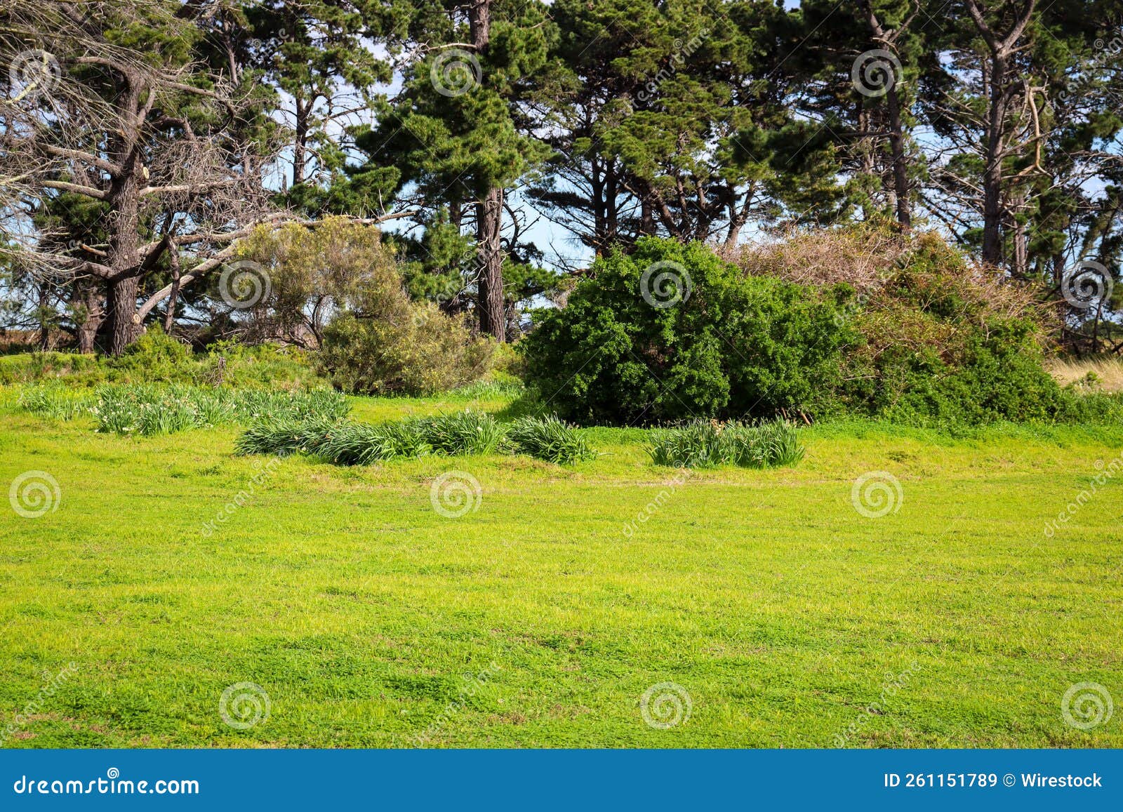 Landscape with Rich Green Vegetation Stock Image - Image of rich ...
