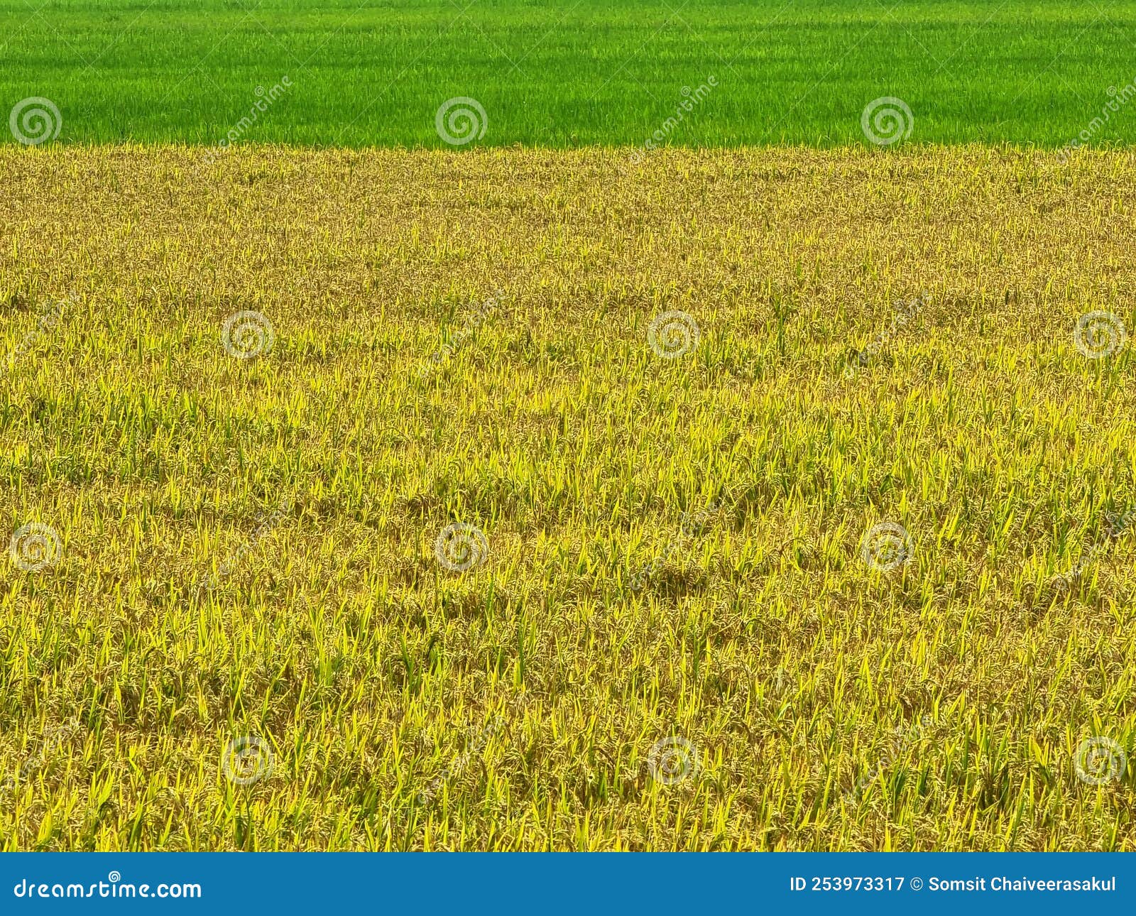 Ripe Rice Fields and Green Rice Fields Stock Image - Image of leaf ...