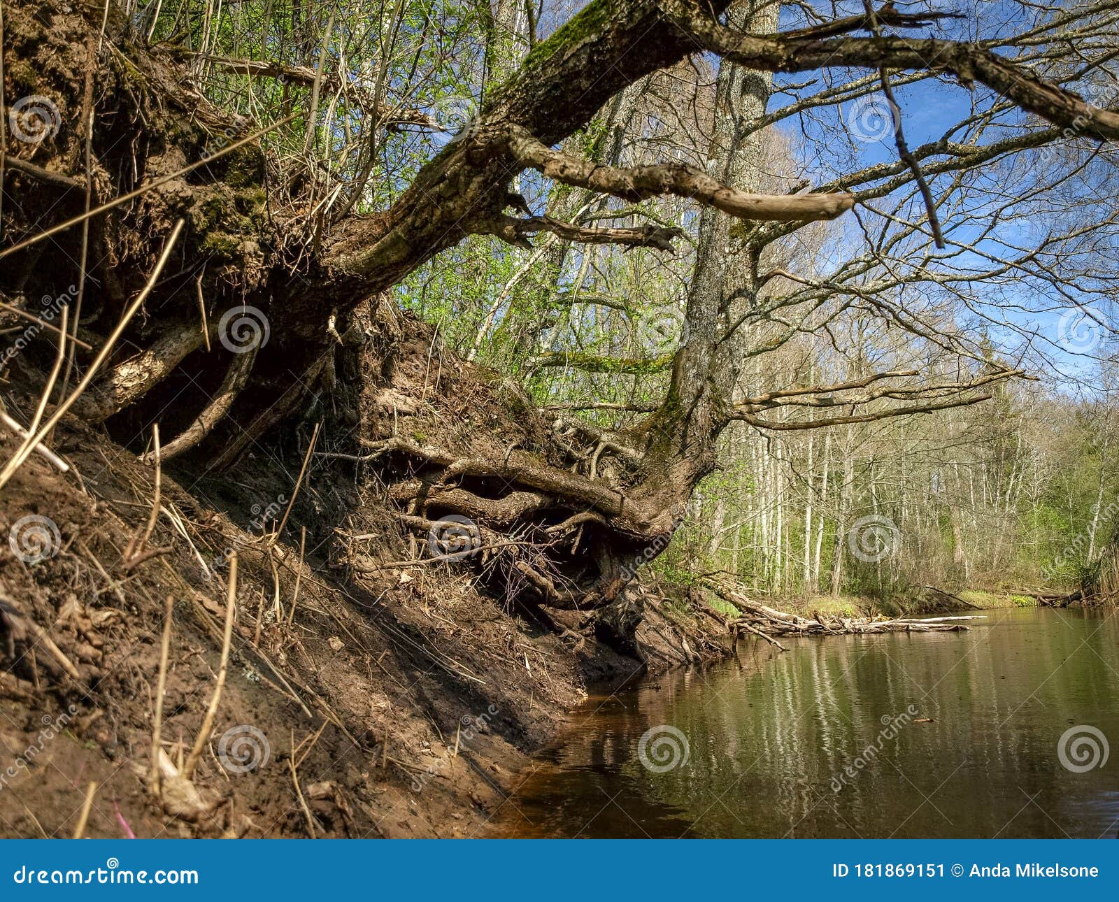 Landscape with River Bank, Tree Roots on the Trunk of the River Bank ...