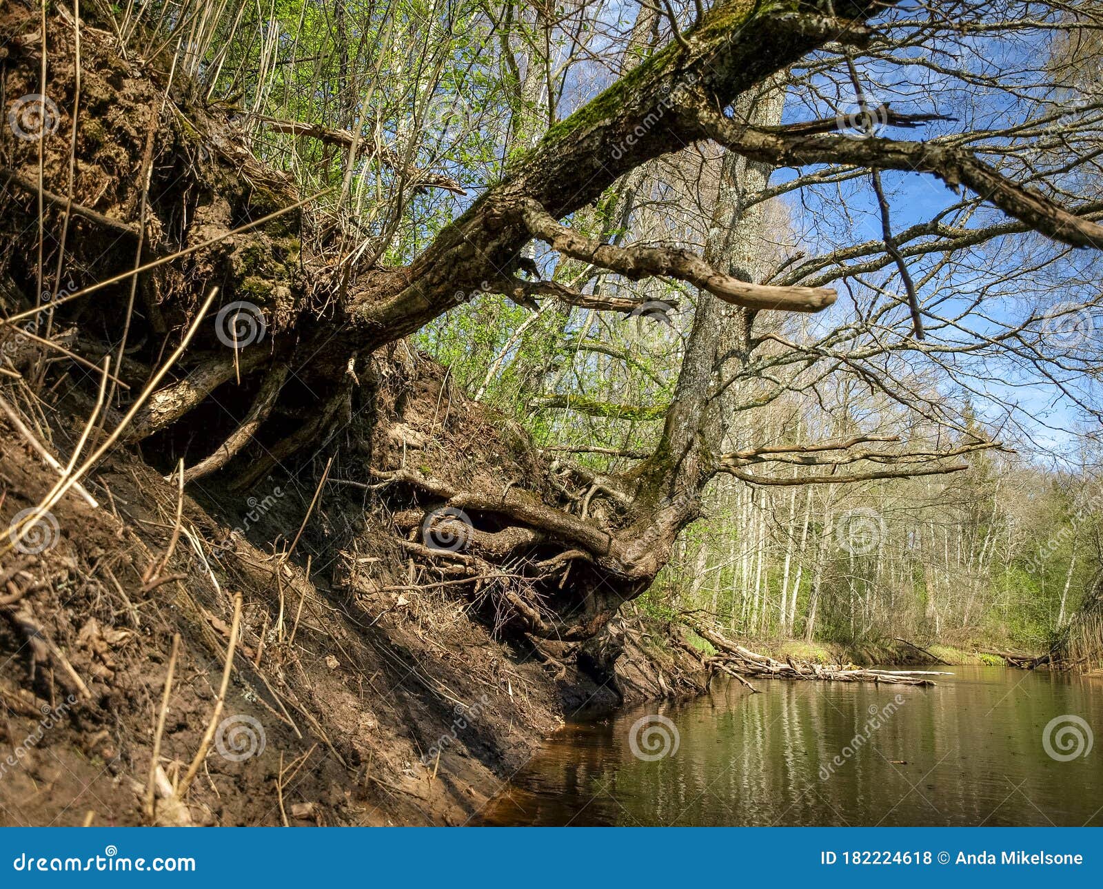 Landscape with River Bank, Tree Roots on the Trunk of the River Bank ...