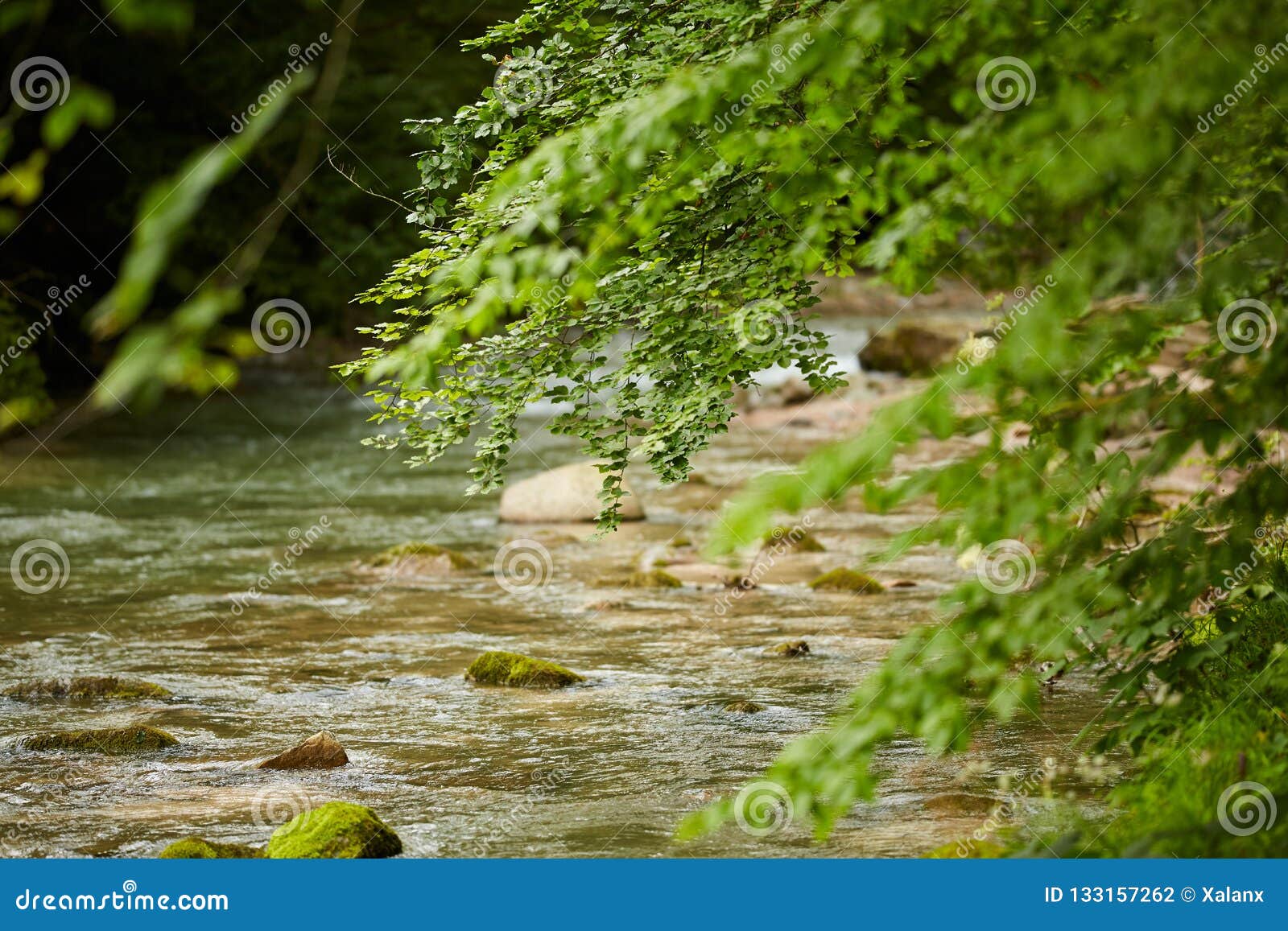 Landscape with a River through Forest Stock Photo - Image of park ...