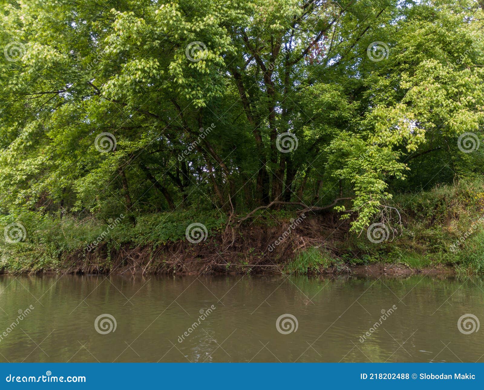 Landscape with River and Forested Riparian Zone during Summer Day Stock ...