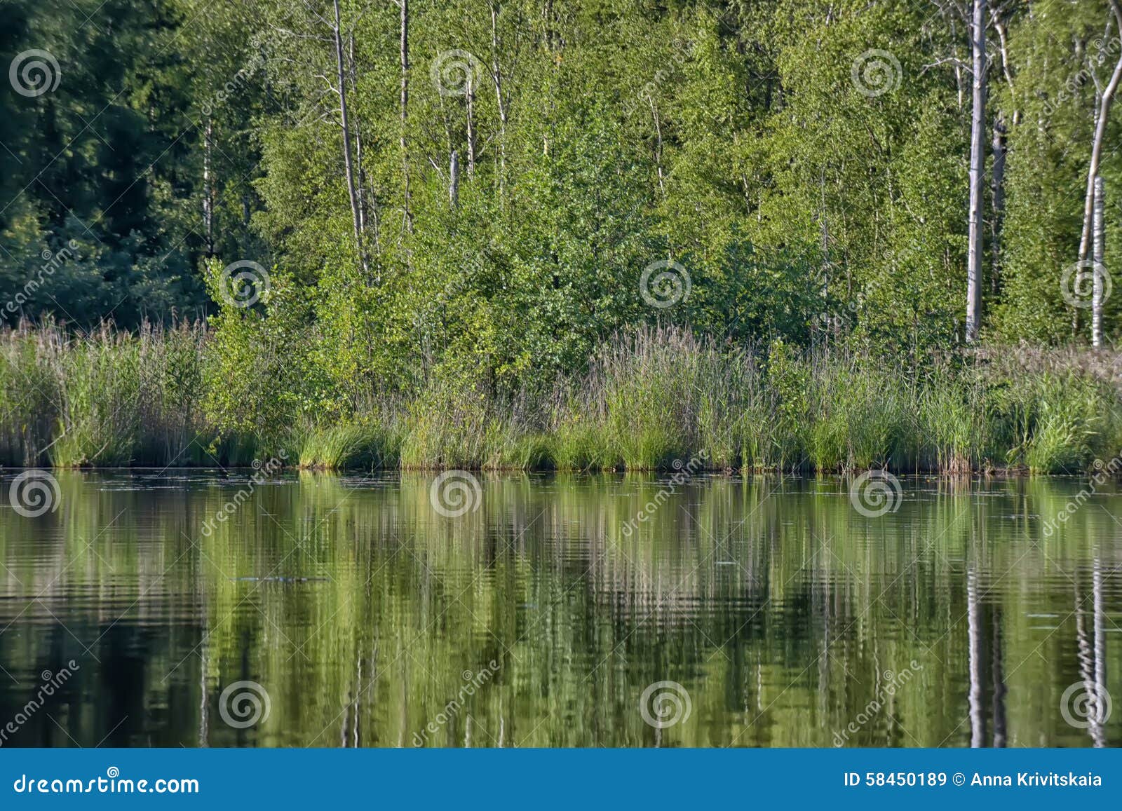Landscape River Green Trees Stock Image - Image of ecology, colourful ...