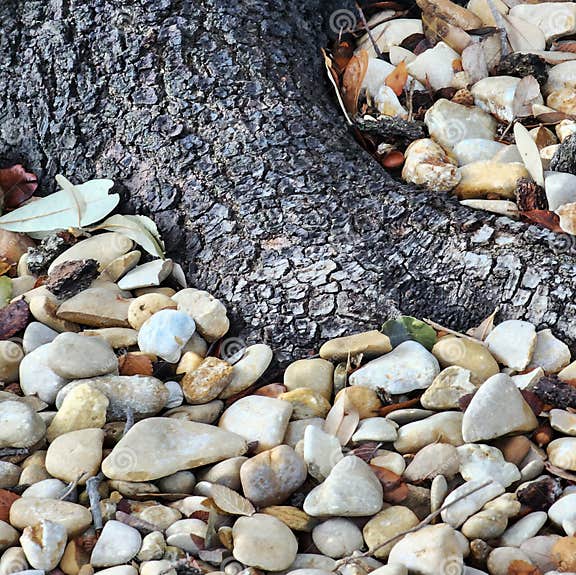 Landscape River Rocks and Leaves on Oak Tree Root Stock Image - Image ...