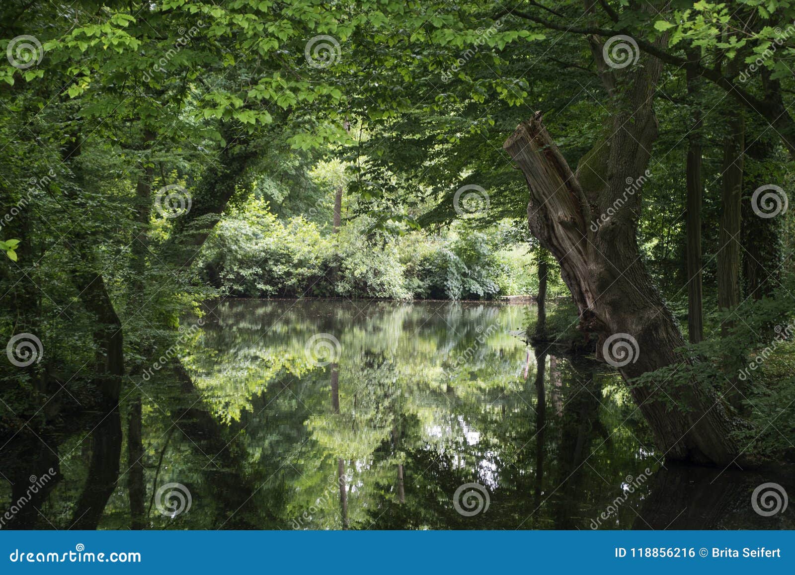 Landscape with River. Trees and Bushes are Reflected Stock Photo ...