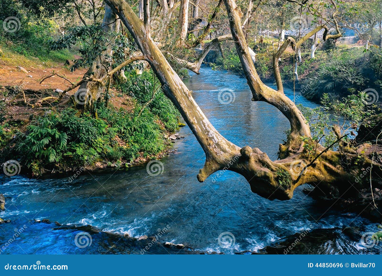 Landscape with River and Trees Stock Photo - Image of forest, trees ...