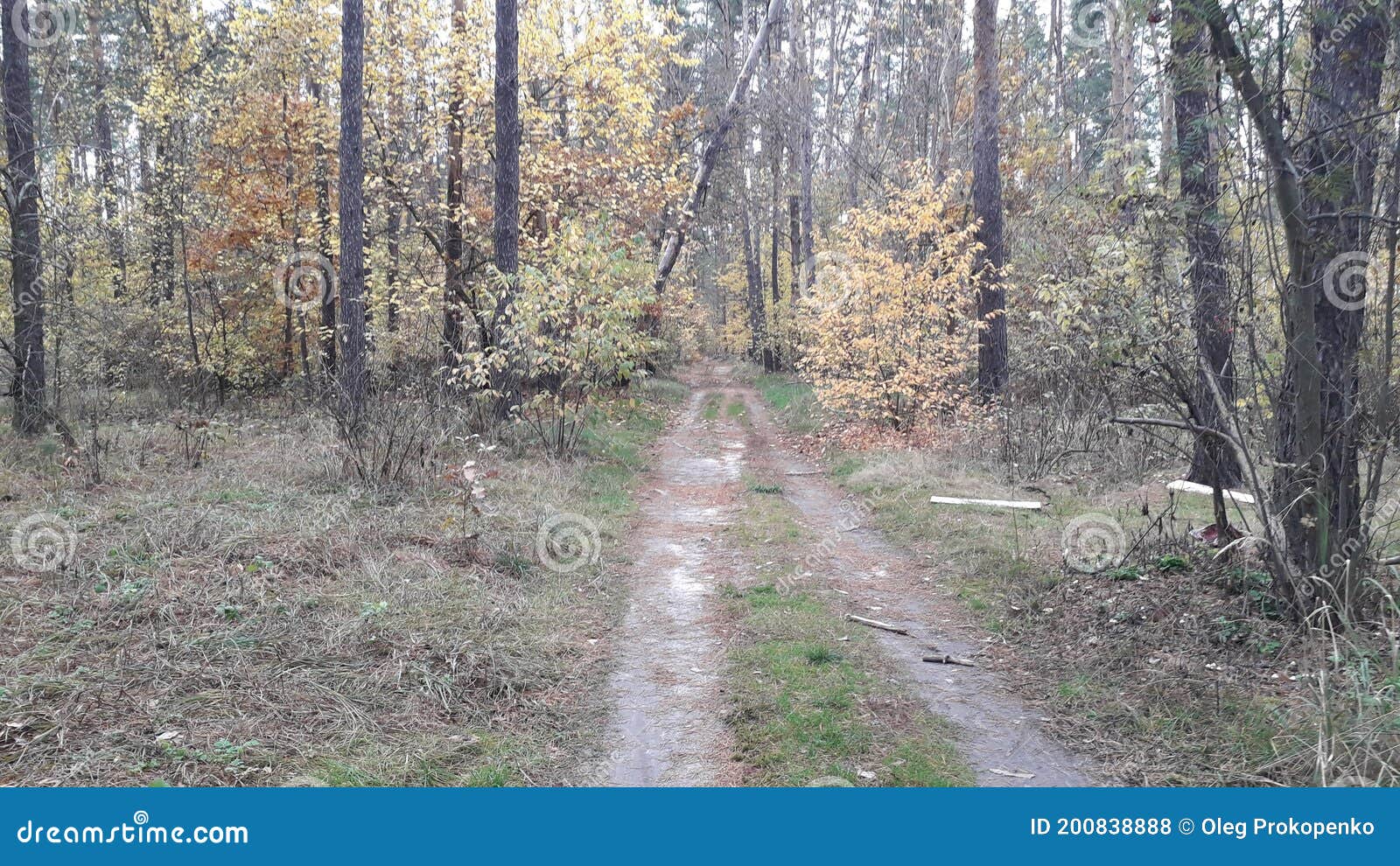 Landscape Road on the Background of Forest and Trees Stock Photo ...